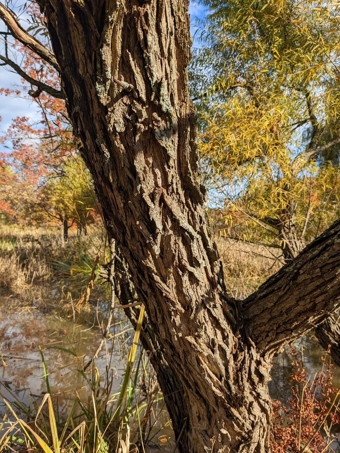 Black Willow | CMP Tree Selection Tool